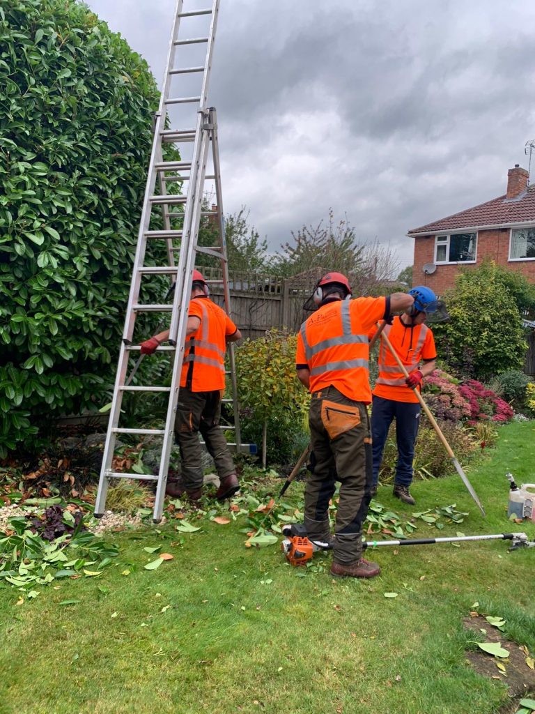 Domestic Tree Services - Tree Felling, Thinning, Lifting & More | AP Tree Services