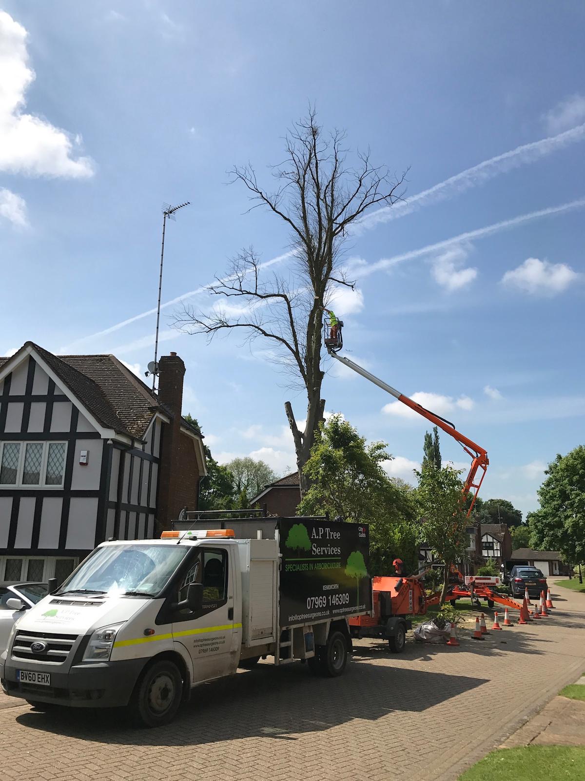 Commercial Tree Services - Site Clearance Contractors | AP Tree Services