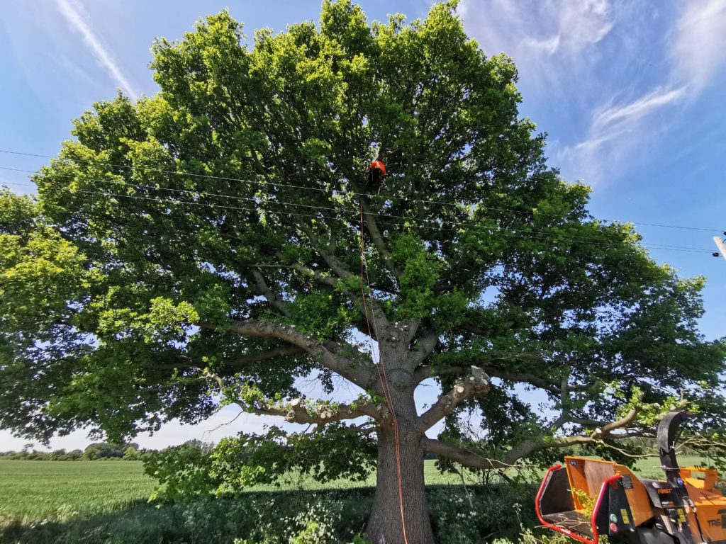 Commercial Tree Services - Site Clearance Contractors | AP Tree Services