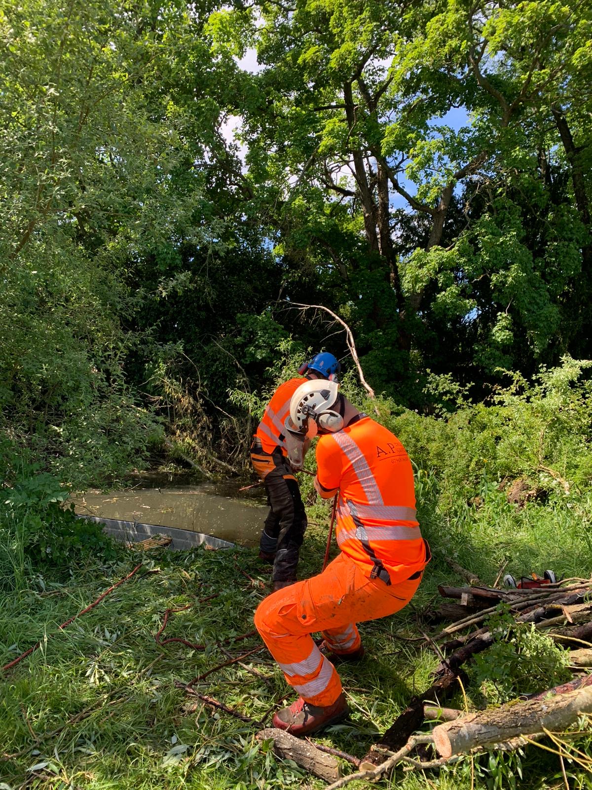 Domestic Tree Services - Tree Felling, Thinning, Lifting & More | AP Tree Services